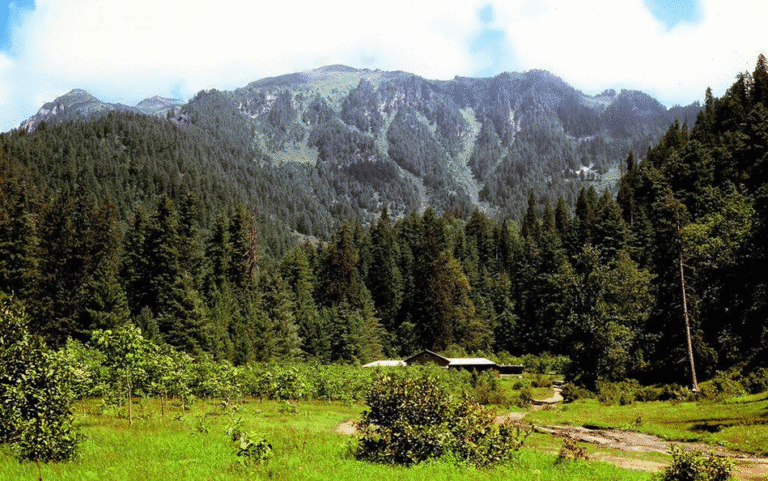 Sharan Forest Travel Guide – Hello Salam Pakistan